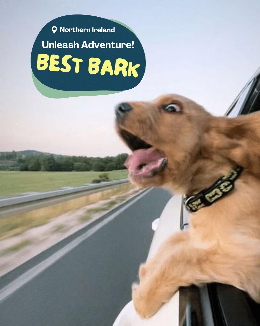 Dog Friendly Belfast | BEST BARK | Cafes, Restaurants, Groomers